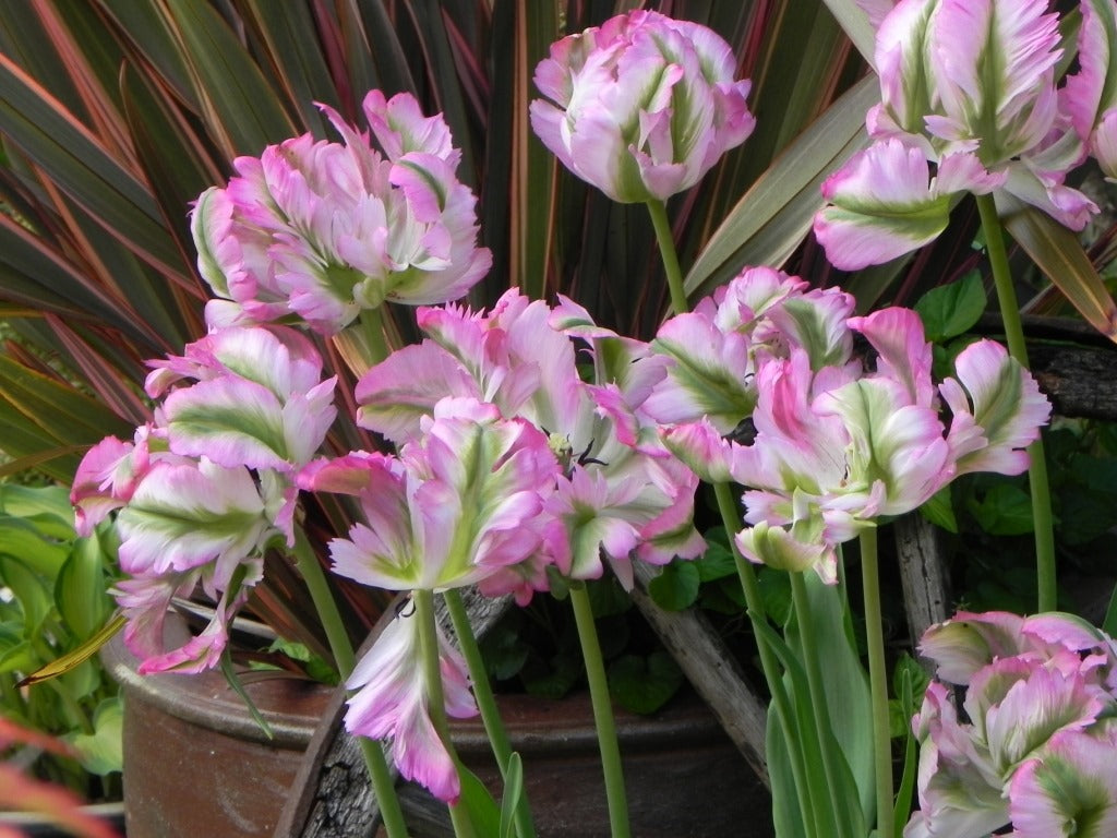 Planting Tulips for impact: long lasting varieties and colour blends ...