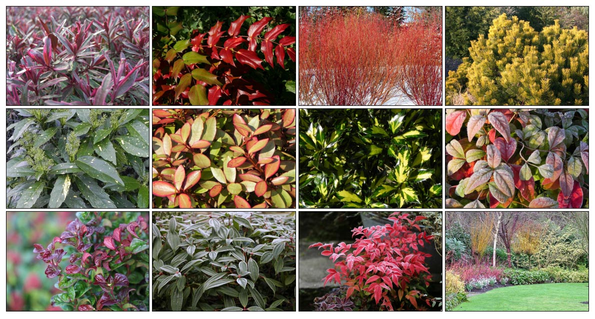 10 Best Evergreen Shrubs For Winter Interest – Learning with Experts ...