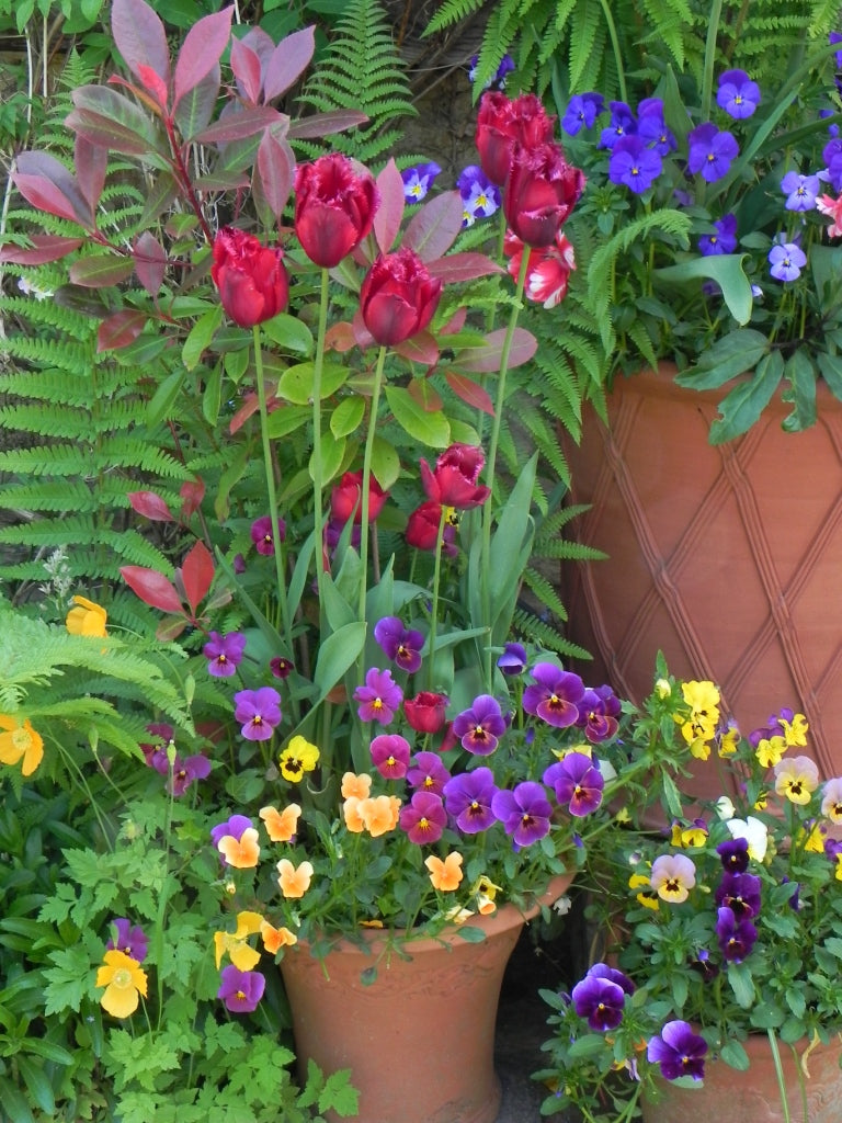 Container planting at its best: The Secrets of Whichford Pottery ...