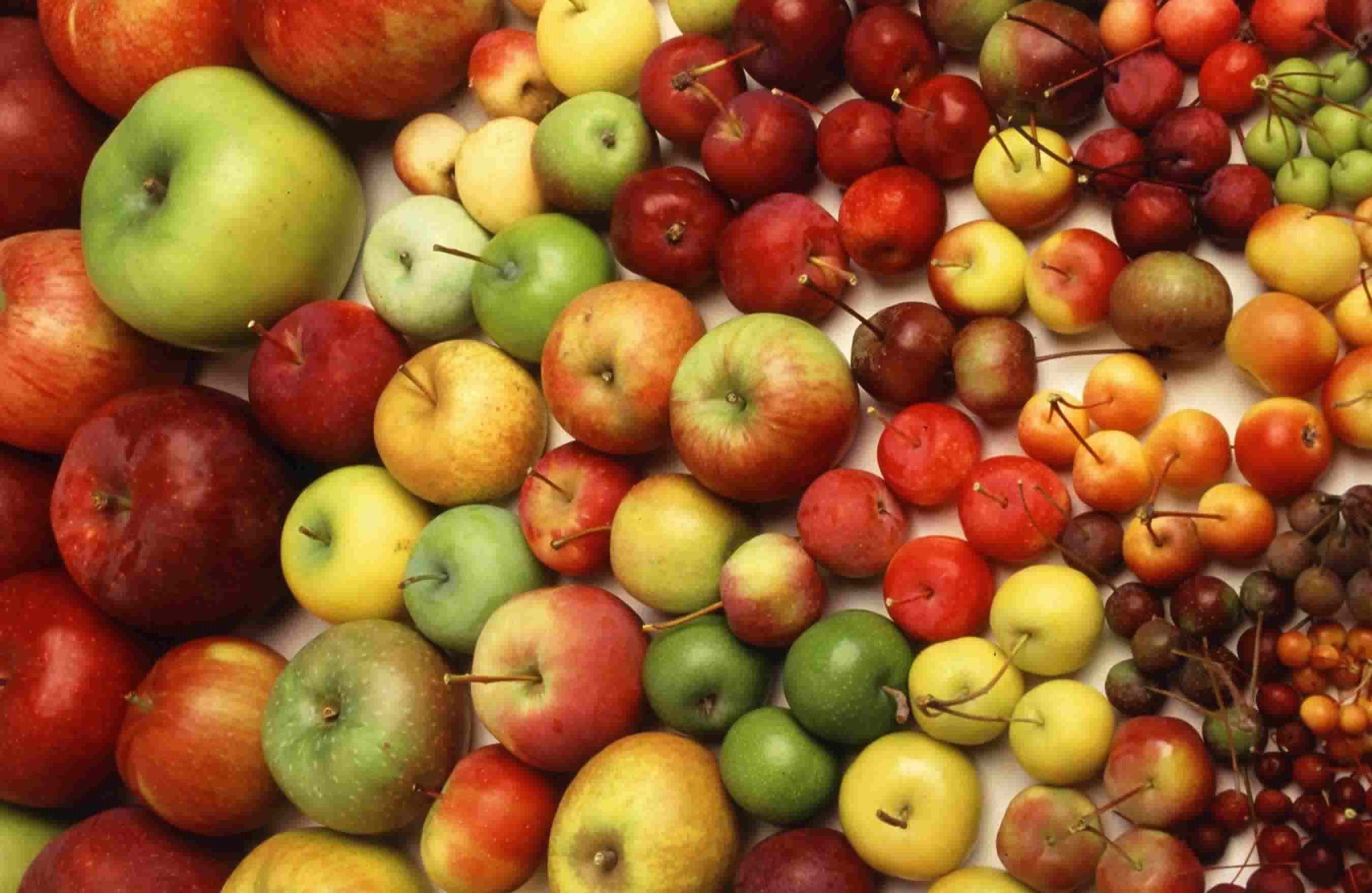 Fruit Tree Specification & Rootstocks Guide – Learning with Experts Staging