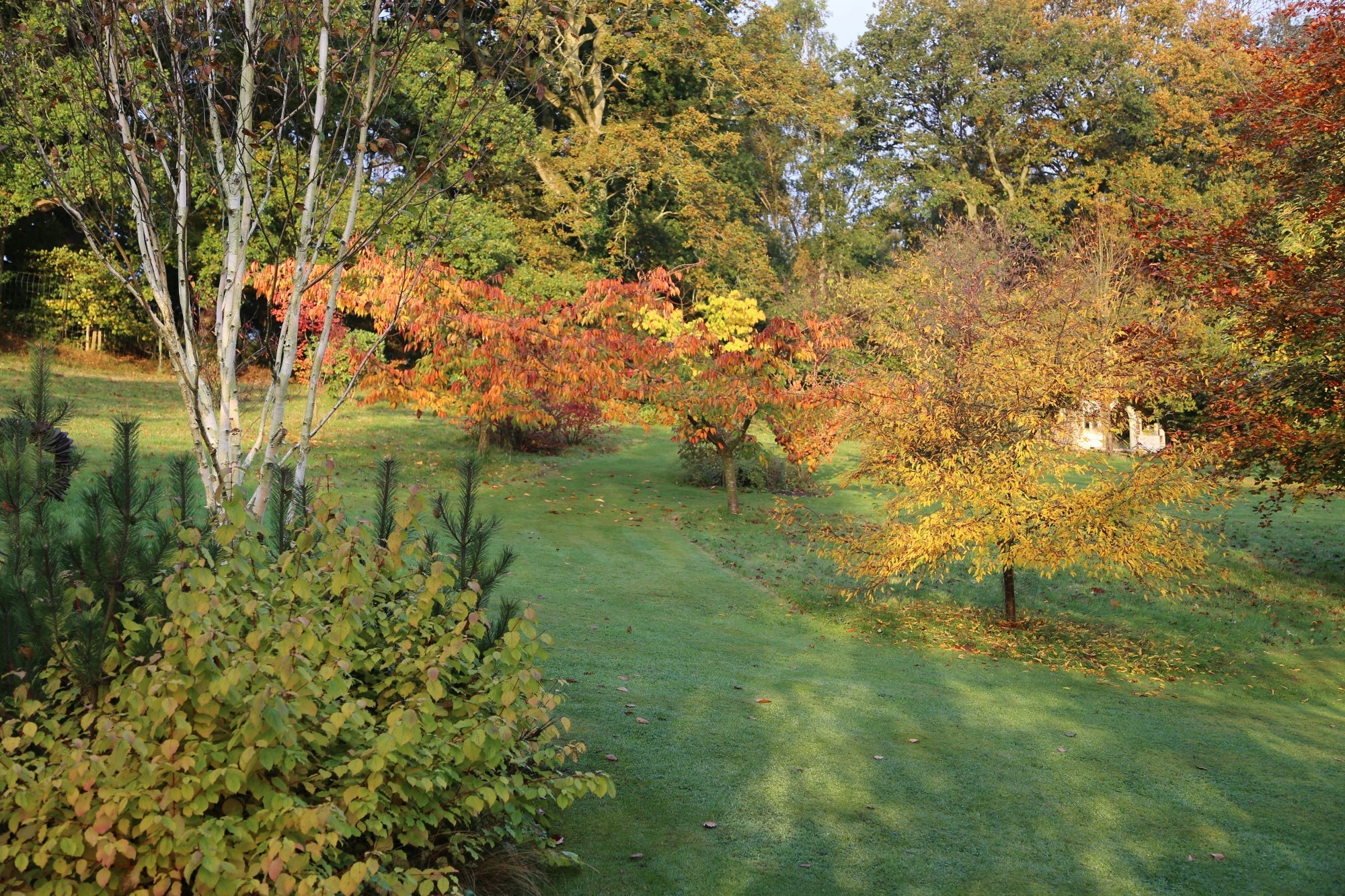 6 Favourite Trees & How to Buy Them – Learning with Experts Staging