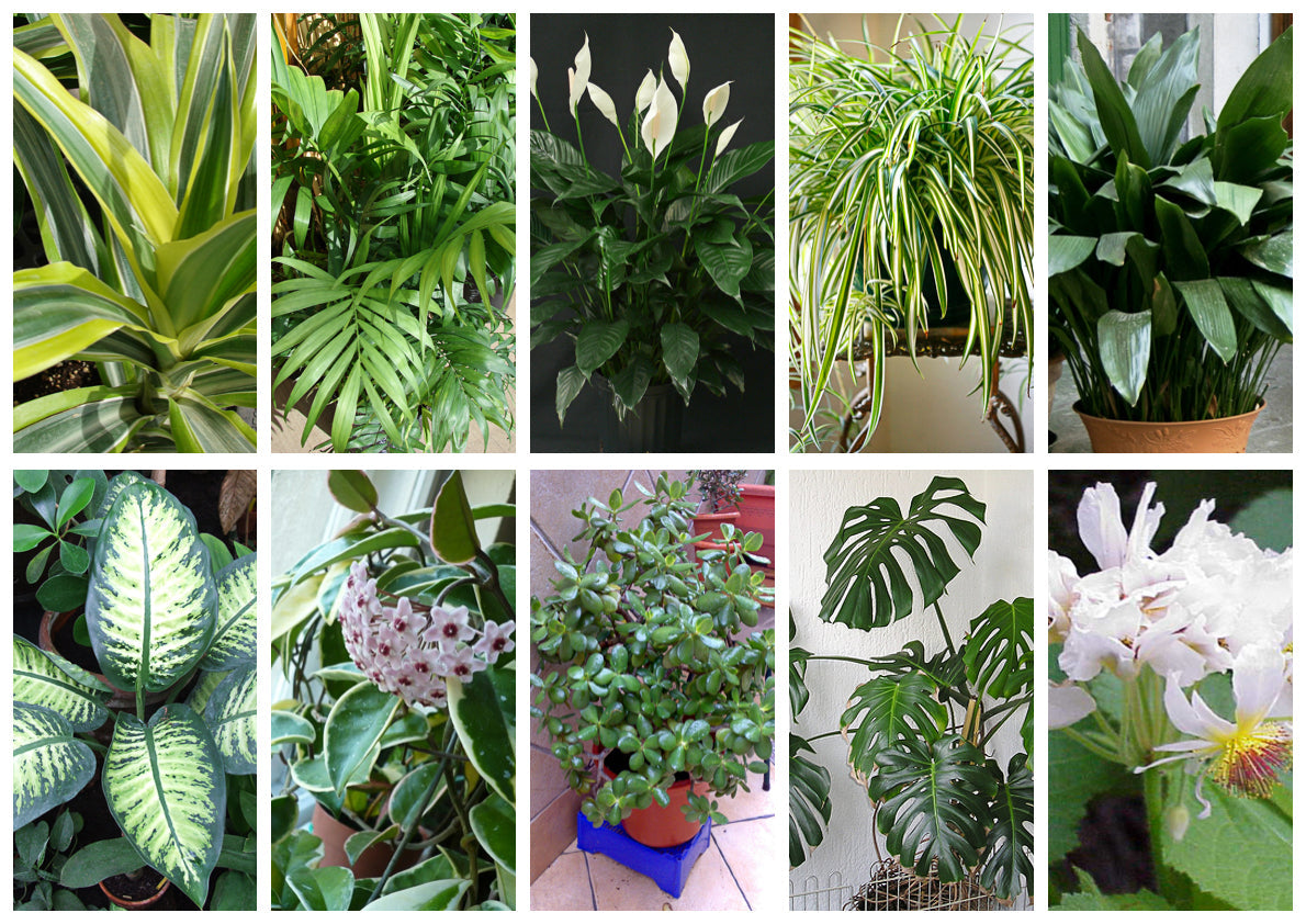 What Are The 10 Best Houseplants? – Learning with Experts Staging