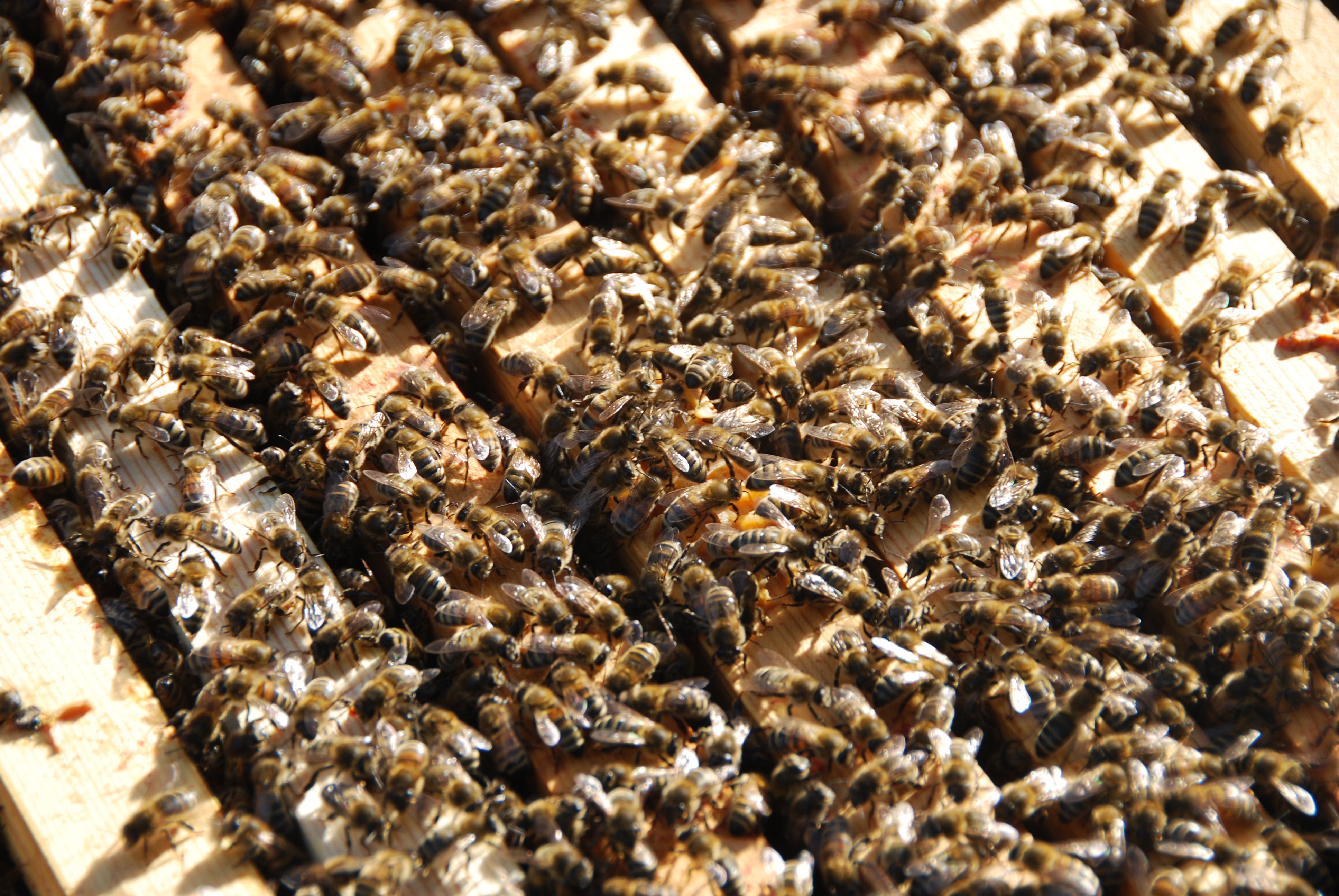 Fascinating Facts about Bees – Learning with Experts Staging